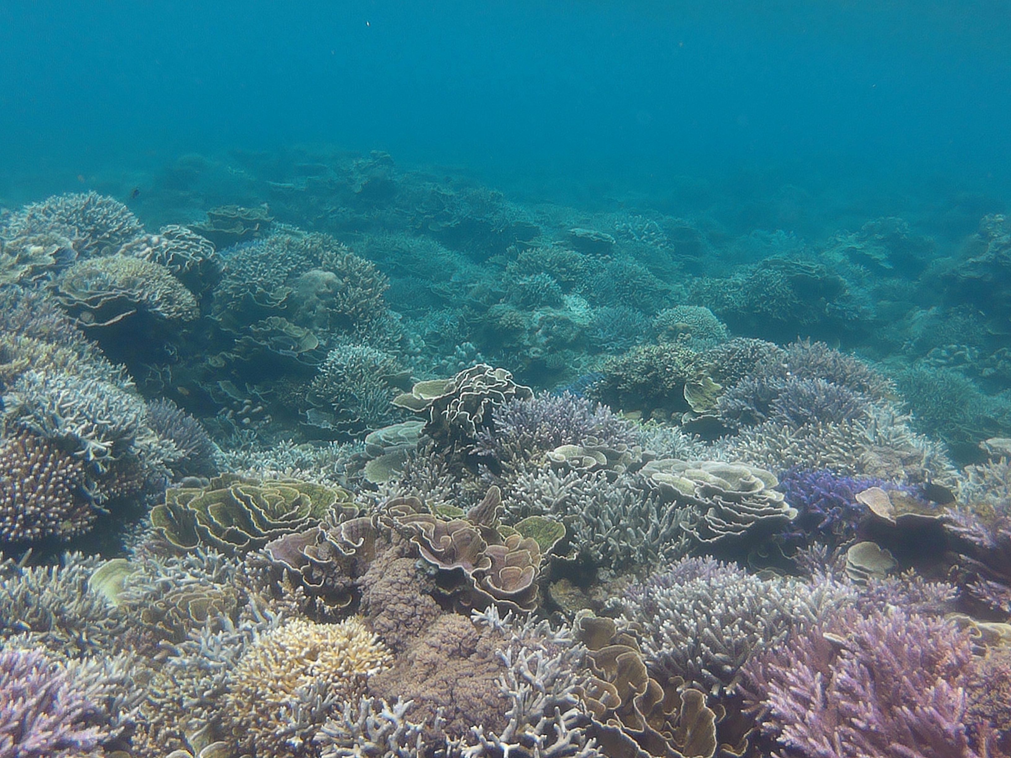 Gallery - Kapas Turtle Valley Beach Resort