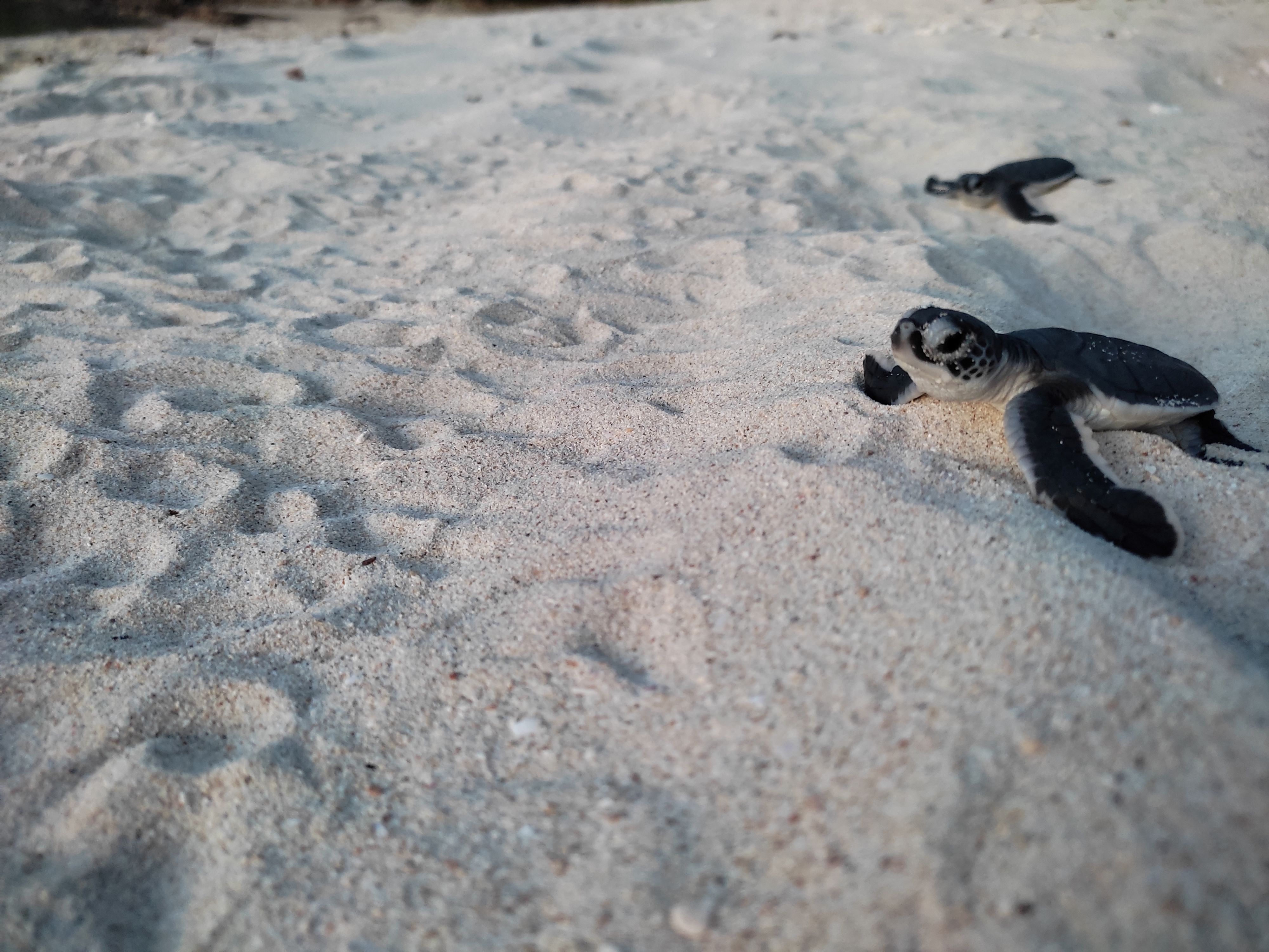 Gallery - Kapas Turtle Valley Beach Resort