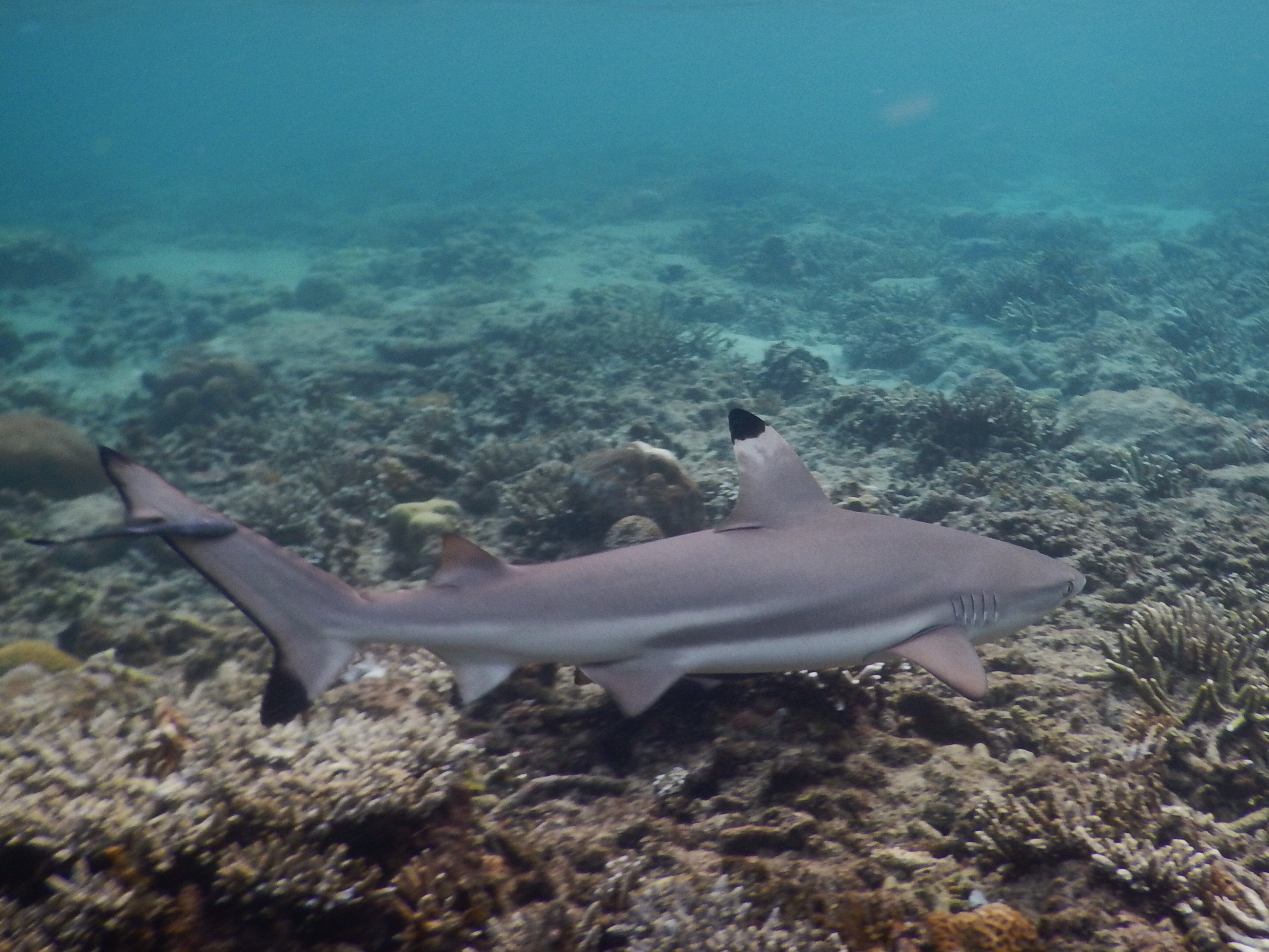 Gallery - Kapas Turtle Valley Beach Resort