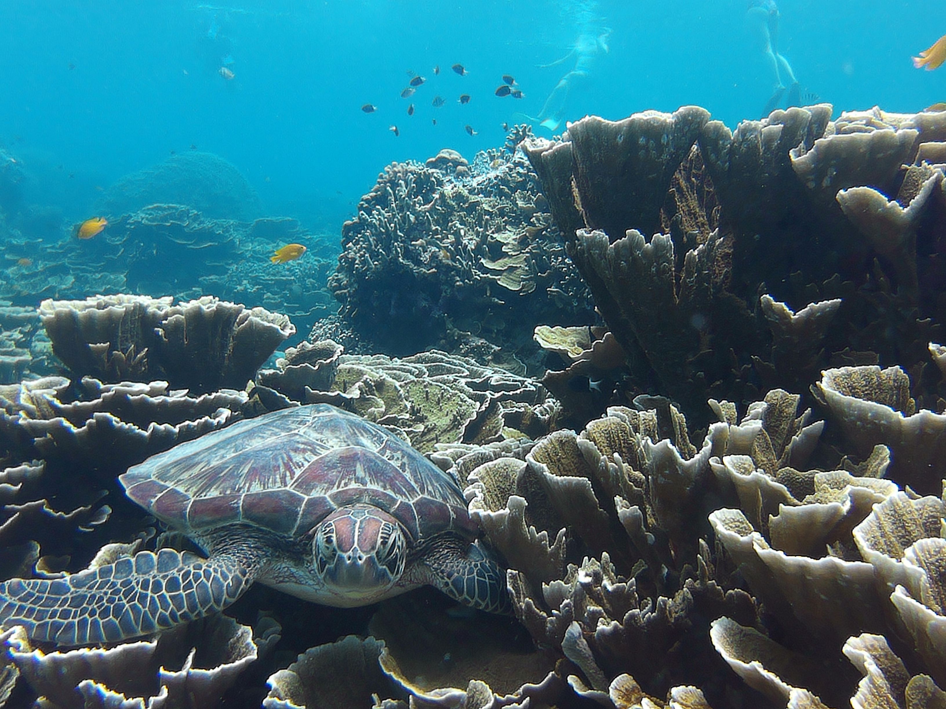 Gallery - Kapas Turtle Valley Beach Resort